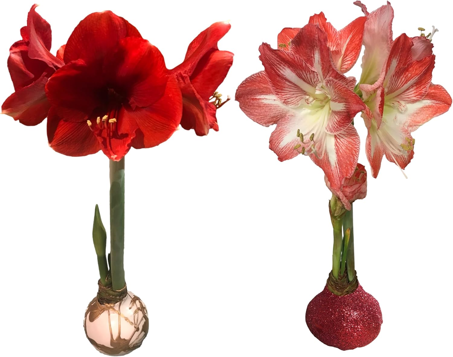 Amazon.com : Waxed Amaryllis Bulb 34/36 cm Holiday Collection-One White ...