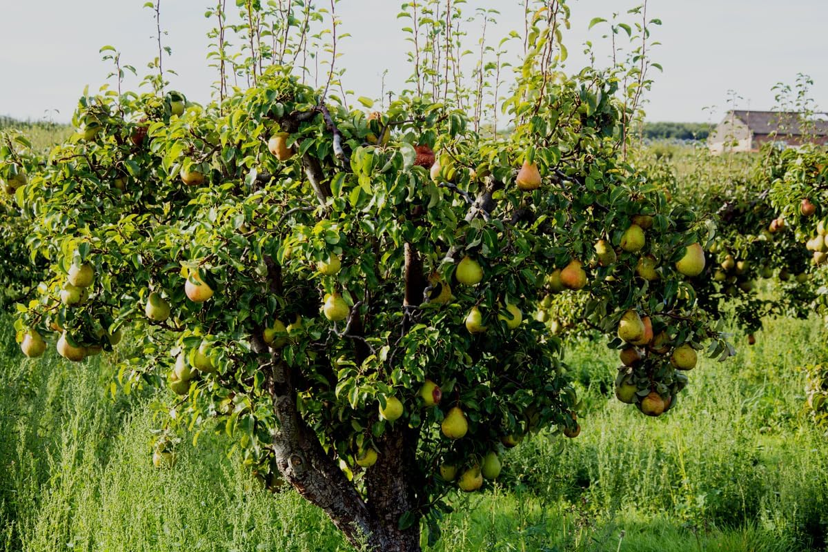 Kieffer – Planta viva de pera, árbol de planta de pera viva, de 4 a 5 ...