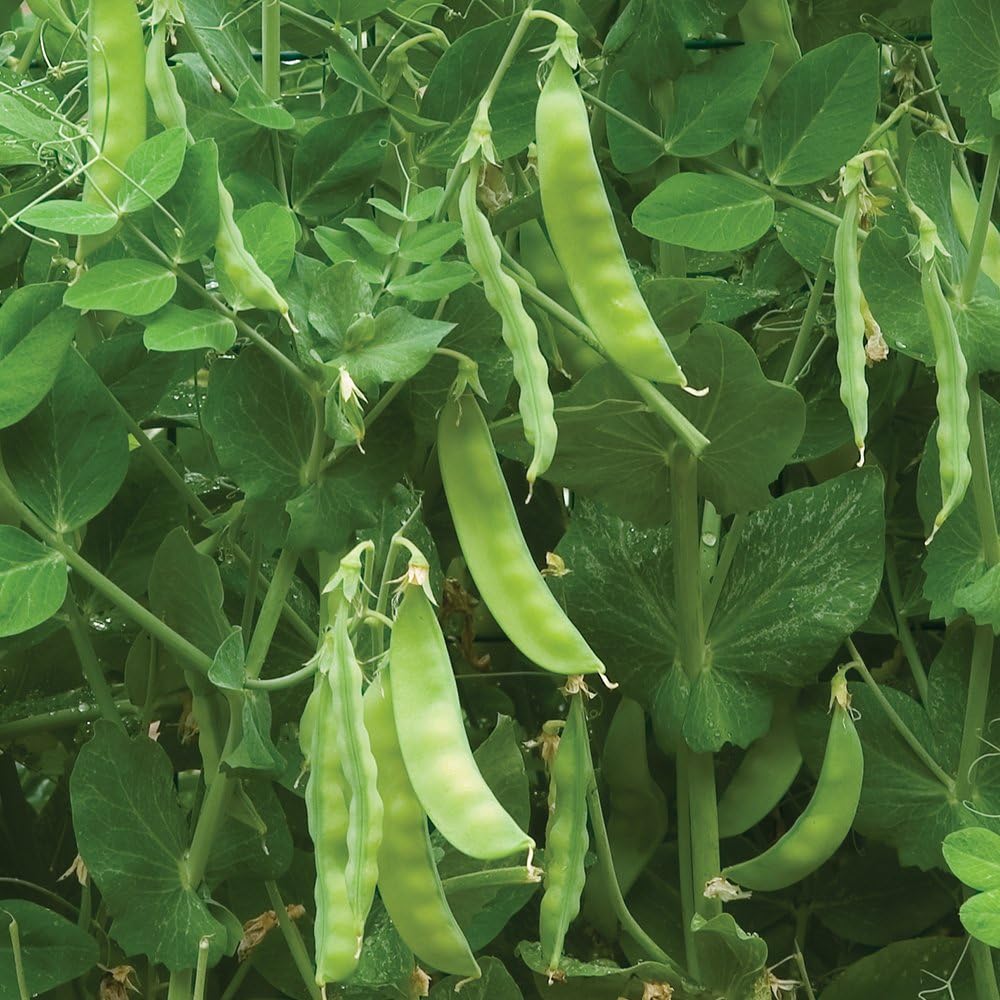 Amazon.com: Burpee Easy Peasy Pea Seeds 900 seeds