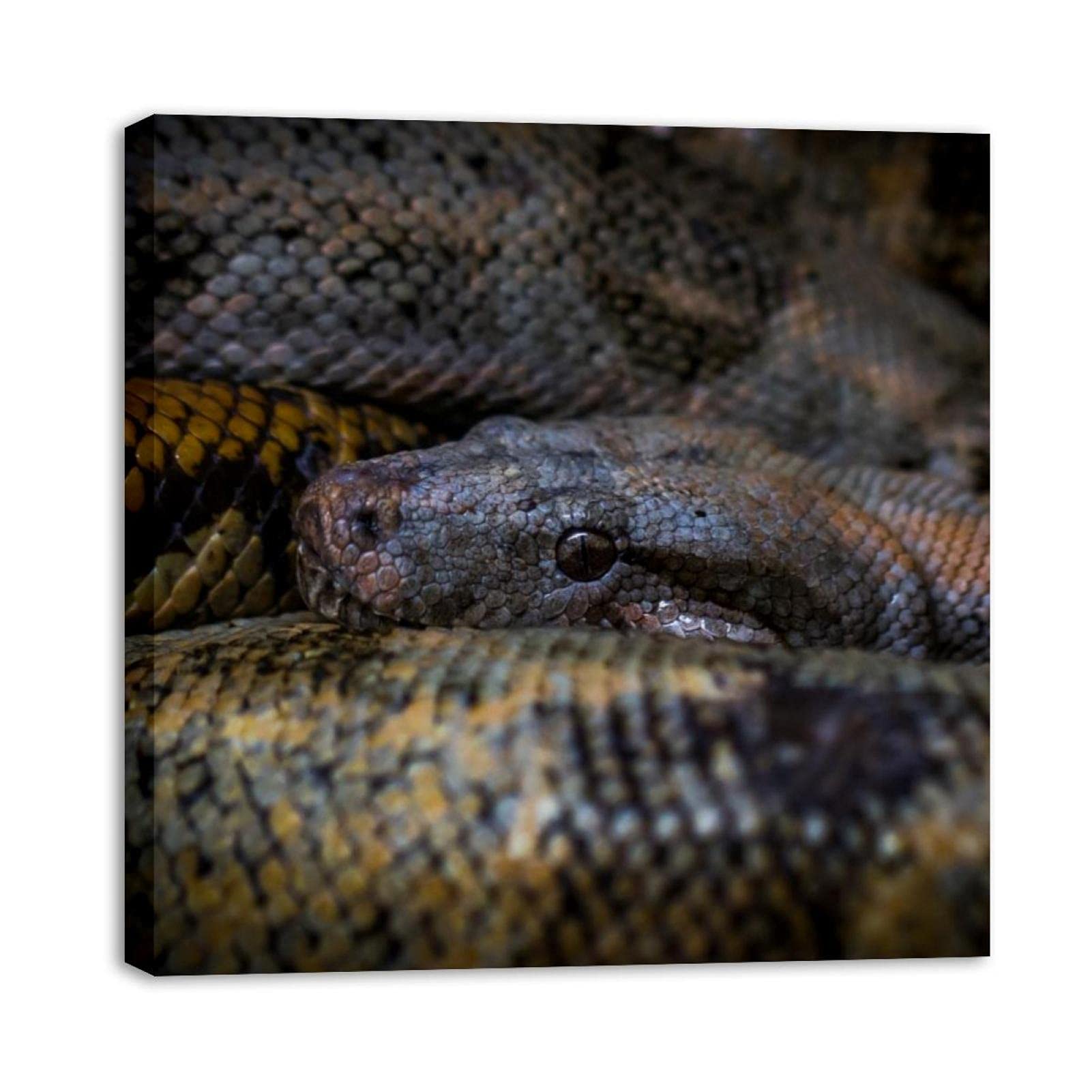 Anaconda Painting