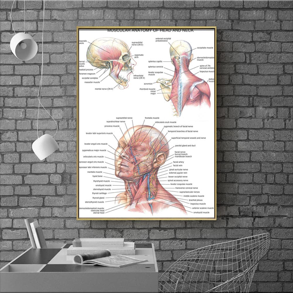 Netter Arteries In The Neck
