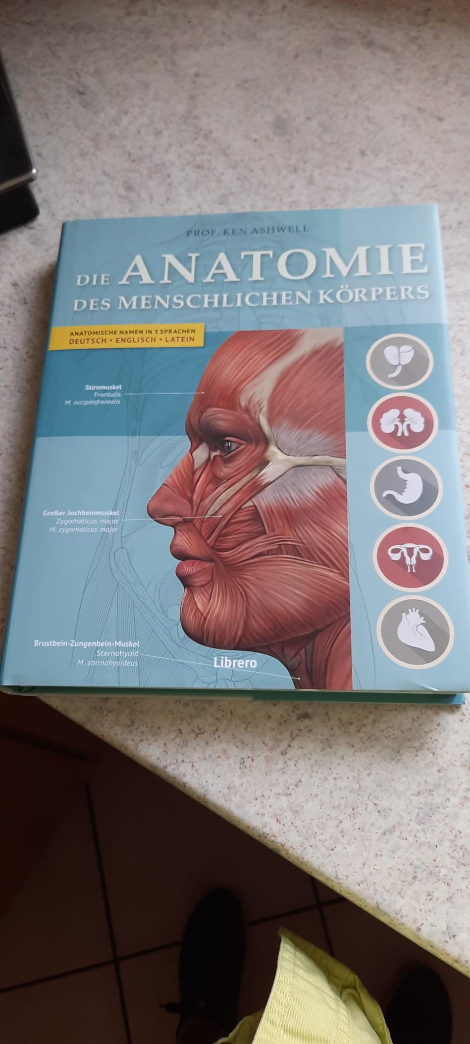 DIE ANATOMIE DES MENSCHLICHEN KÖRPERS: Anatomische Namen in 3 Sprachen ...