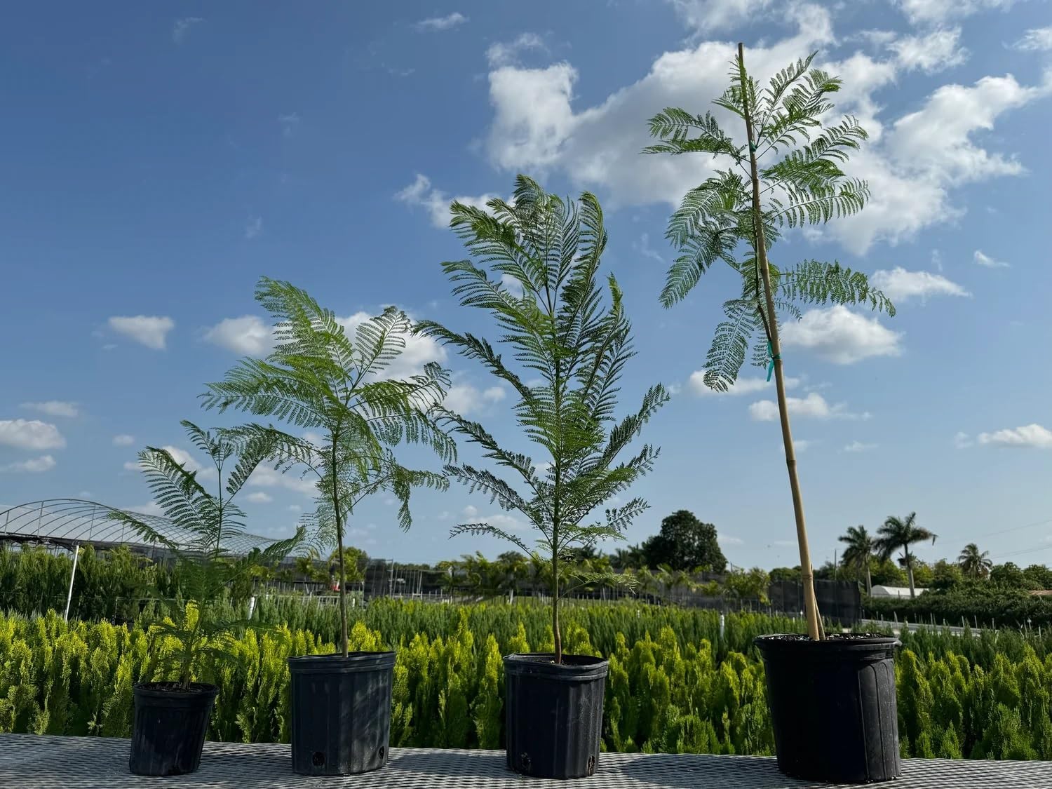 Amazon.com : Jacaranda Mimosifolia Live Plant - Easy to Grow Flowering ...