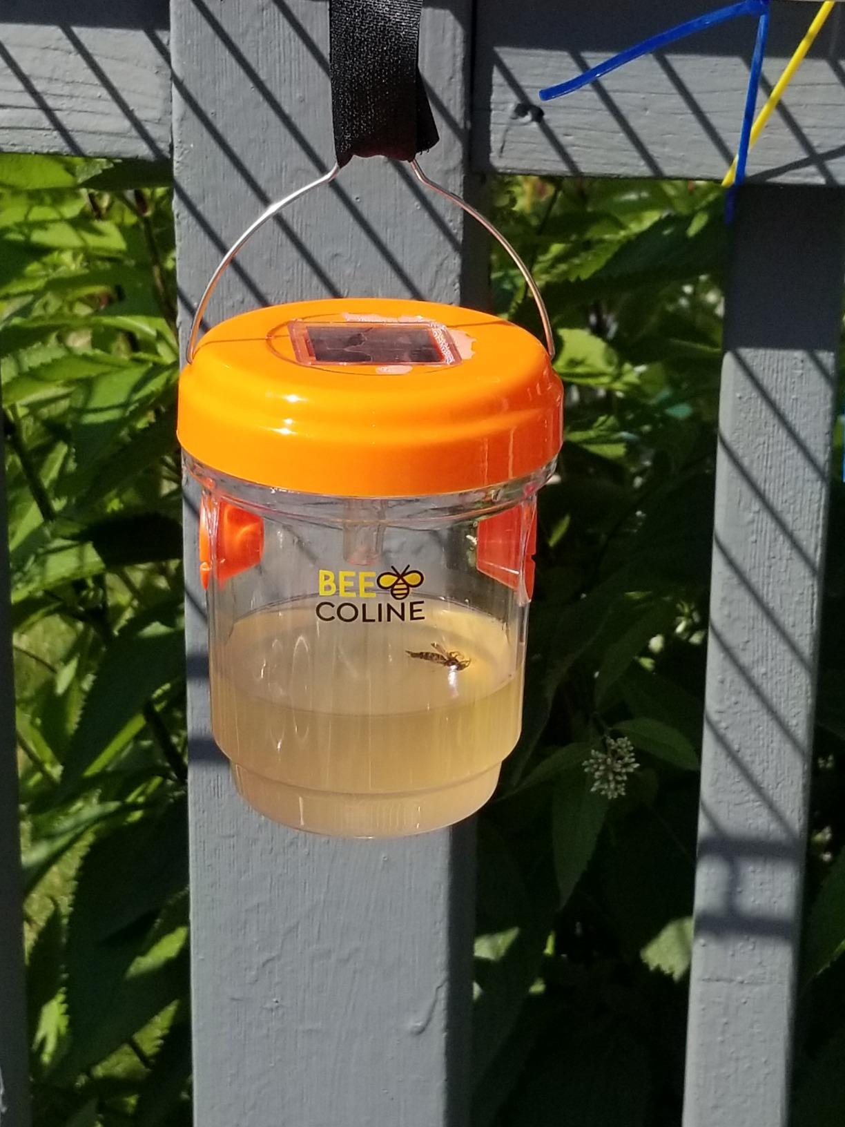Amazon.com : BEE COLINE Solar Powered Wasp Killer - Effective and ...