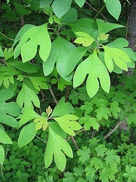 Amazon.com : New Fresh 100pcs Sassafras Tree Seeds Generic : Patio ...