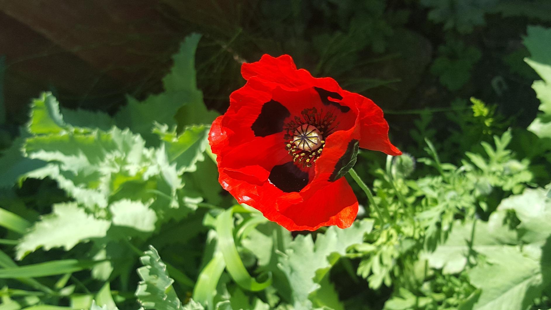SeeKay Papaver Lady Bird Poppy Approx 2000 Seeds : Amazon.co.uk: Garden