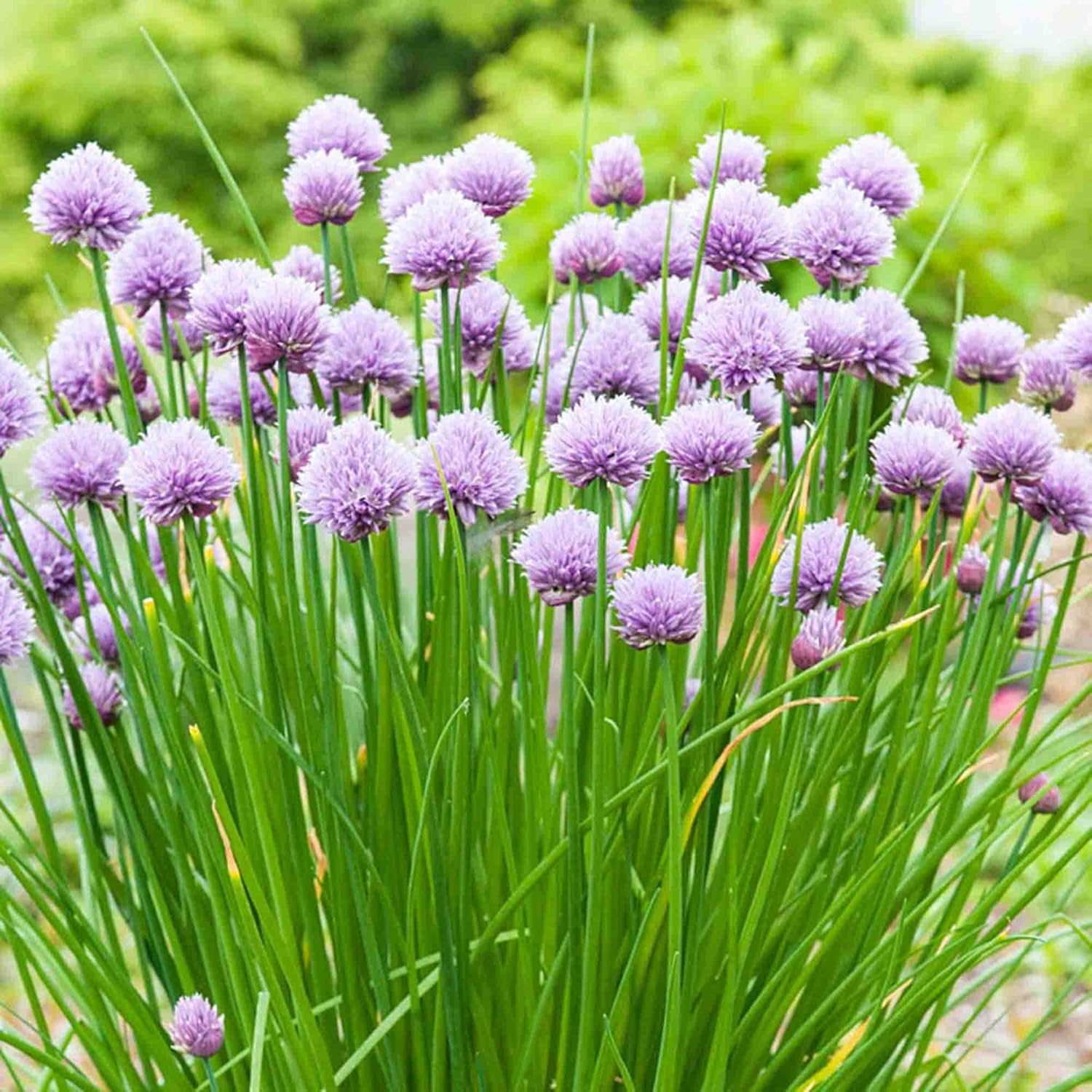 Amazon.com : CHUXAY GARDEN Chinese Chives-Garlic Chives,Allium ...
