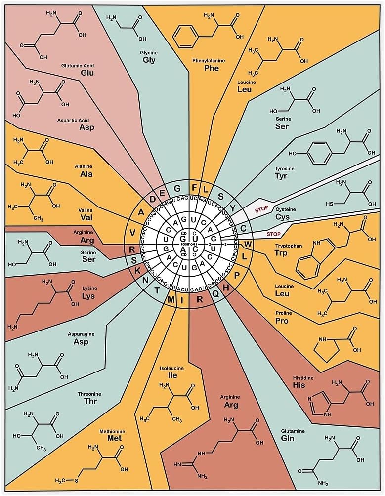 Amazon.com: Genetic Code Diagram Poster - Canvas - Biochemistry and ...