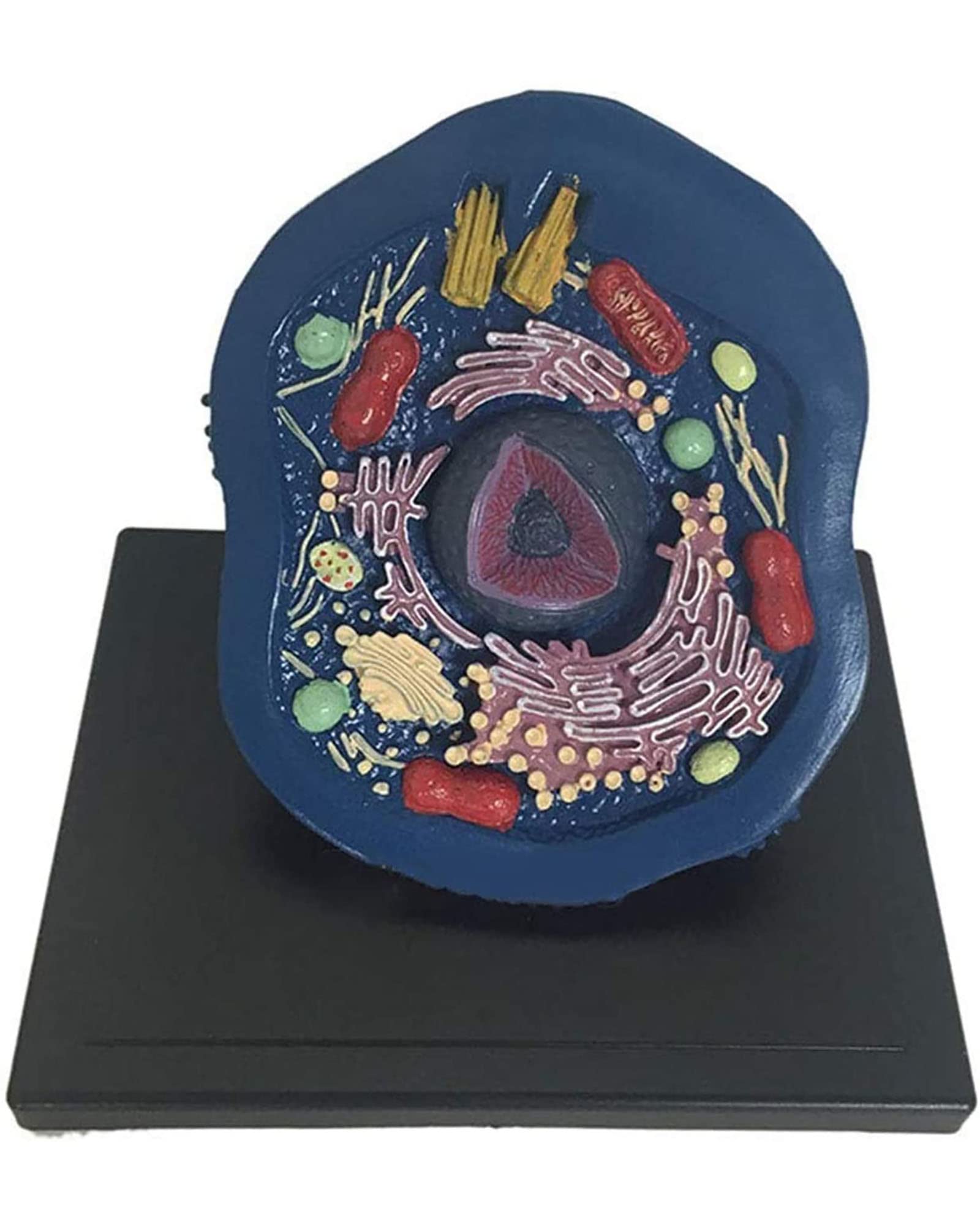 Buy GOD Animal Cell Anatomy Model Full Color Animal Microscopic ...