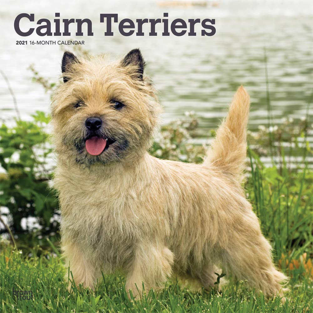 Amazon.com: Cairn Terriers 2021 Calendar: 9781975421939: Browntrout ...