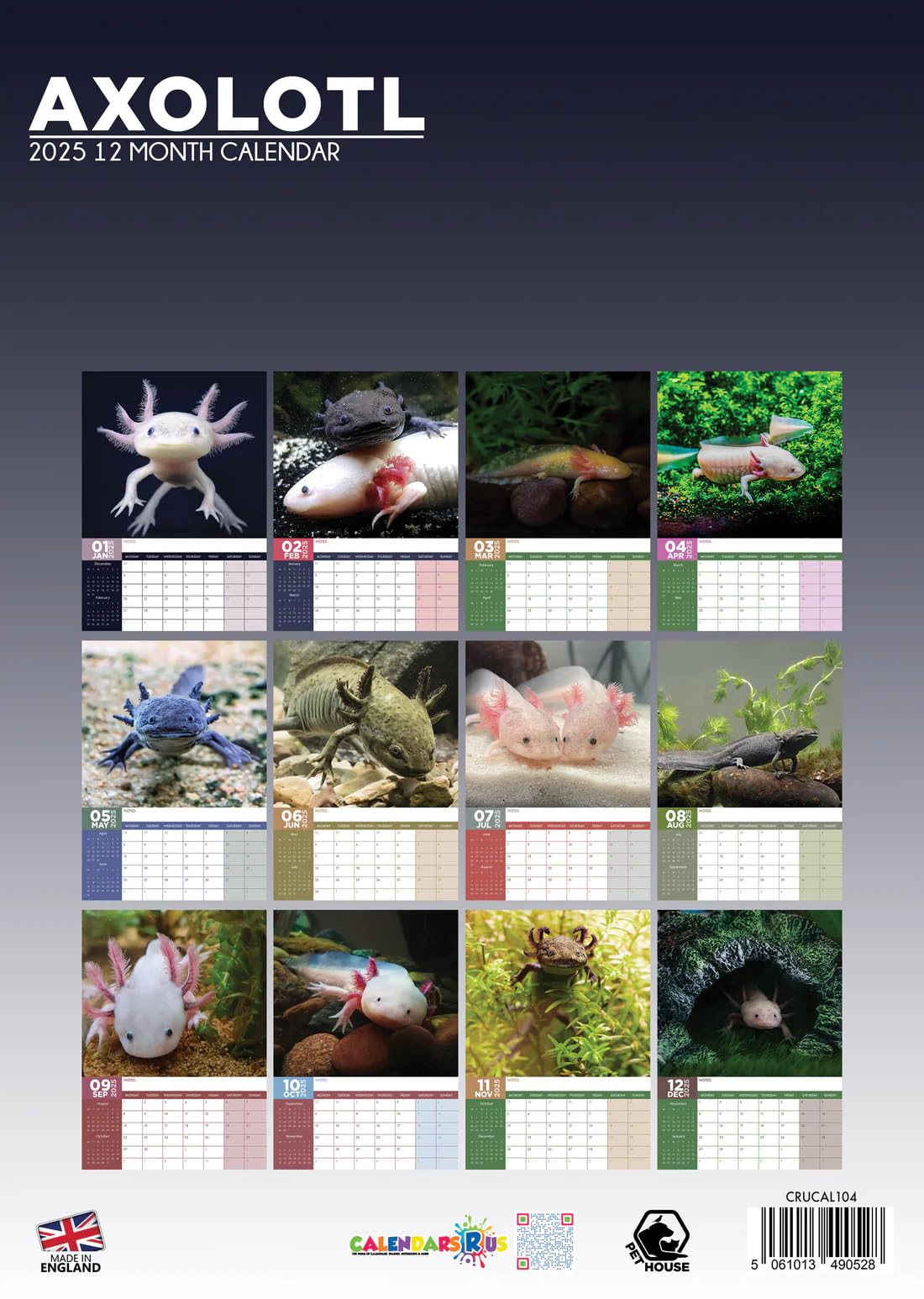 Axolotls 2025 Calendar, A3, Wirobound, Full Colour – BigaMart