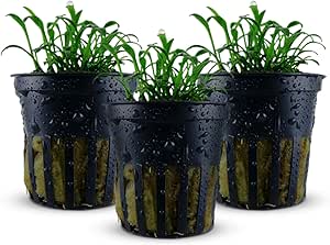 Amazon.com: CANTON AQUATICS Cryptocoryne Parva Potted - Enhances Water ...