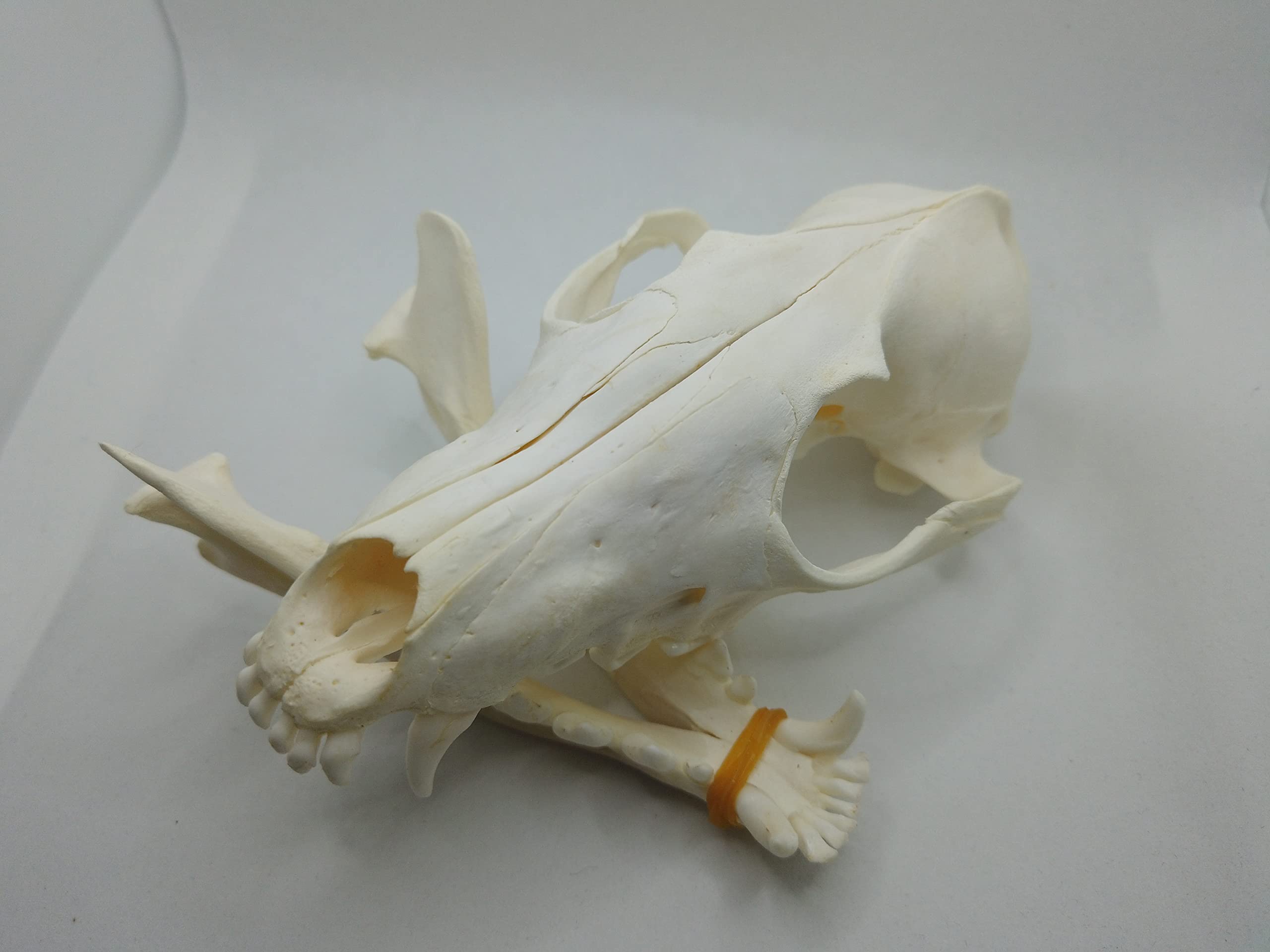 1 pcs Real Fox Skull Specimen: Amazon.com: Industrial & Scientific