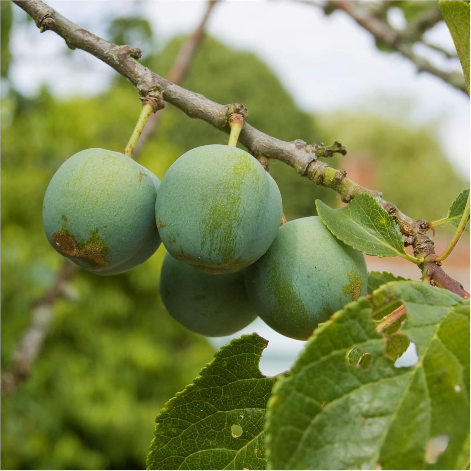 Dwarf Patio Cambridge Gage Plum Tree in a 5L Pot, Miniature, Self ...