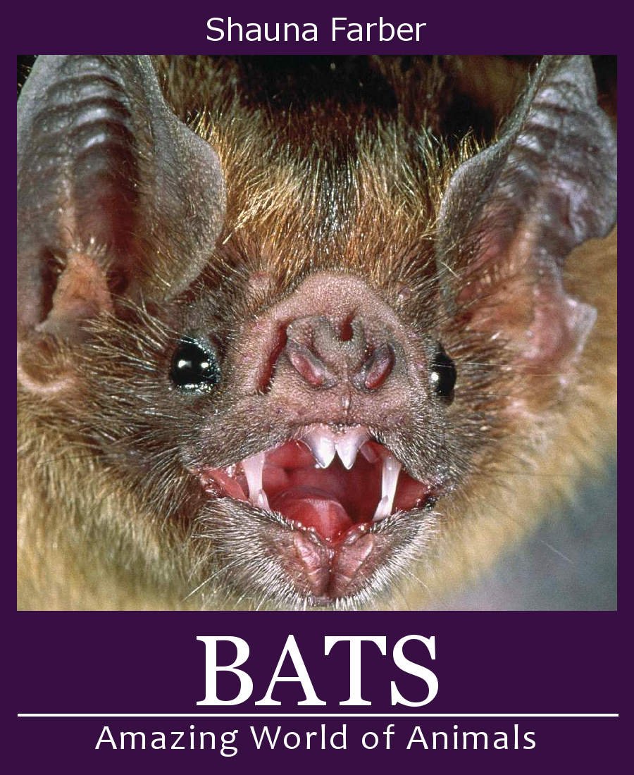 Bats (Amazing World of Animals Book 4) eBook : Farber, Shauna: Amazon ...