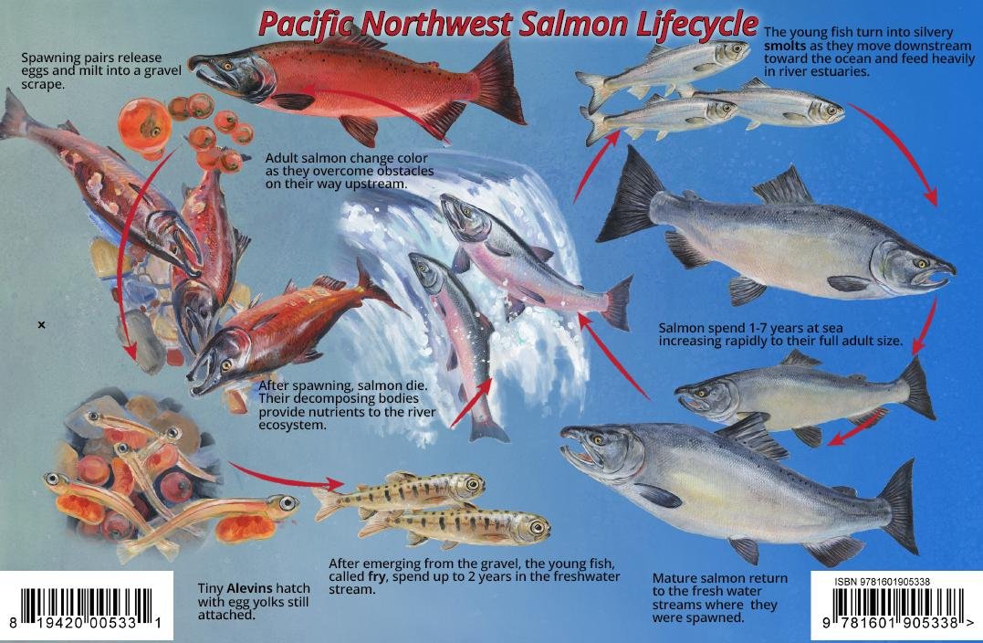 Pacific Northwest Salmon Lifecycle & Identification Guide Franko Maps Laminated Card | Amazon.com.br