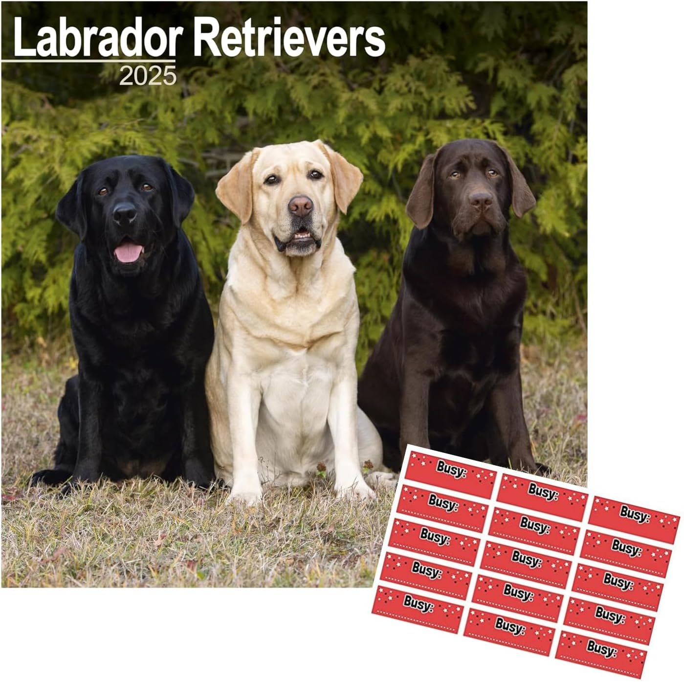 Baker and Bray Labrador Puppies Calendar 2025, Large Square Wall ...