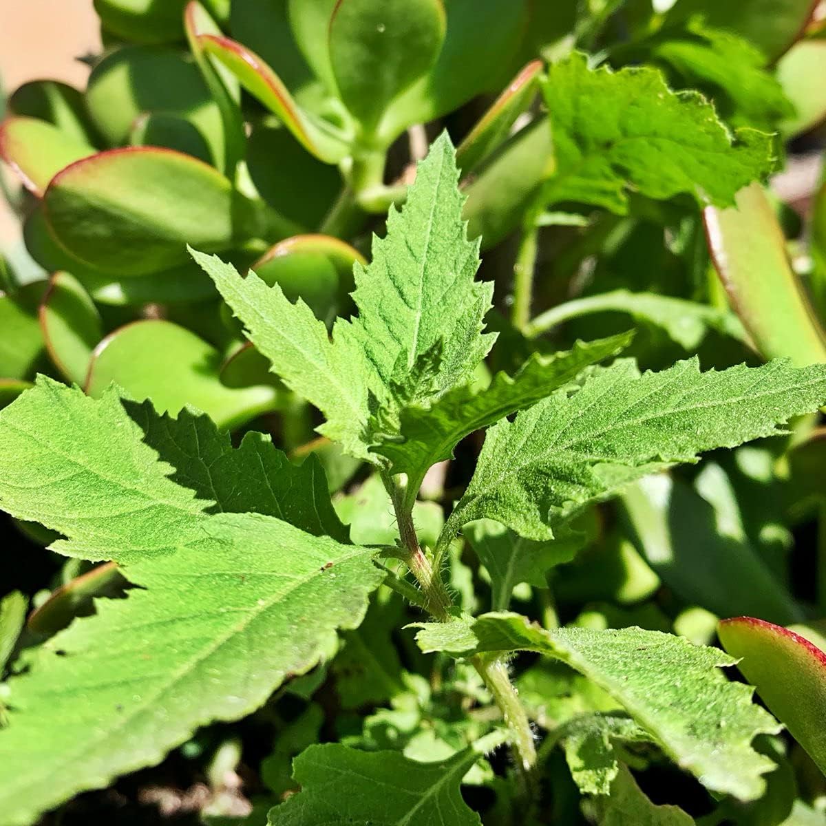 Amazon.com : Epazote Plant Live Epazote Herbs for Planting in 3 Inc Pot ...