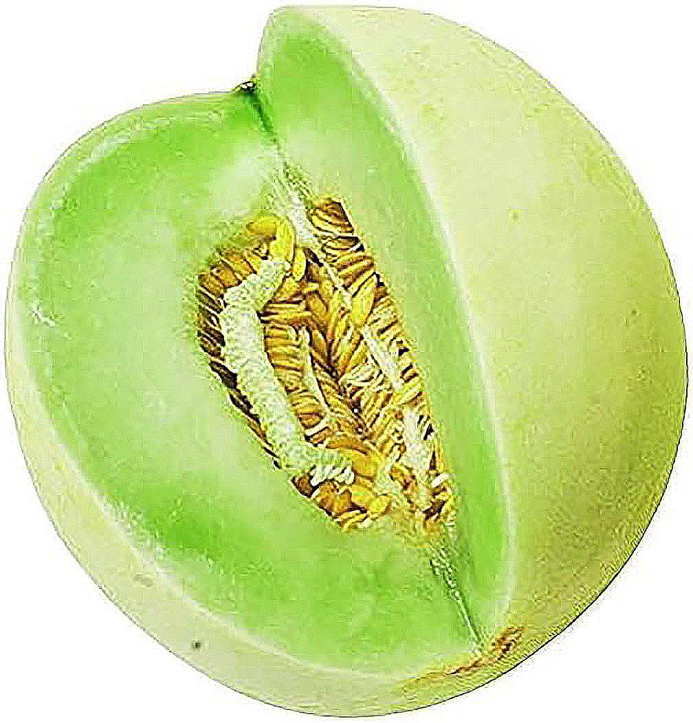 Amazon.com : Green Honeydew Melon Seeds - Delicious and Nutritious ...