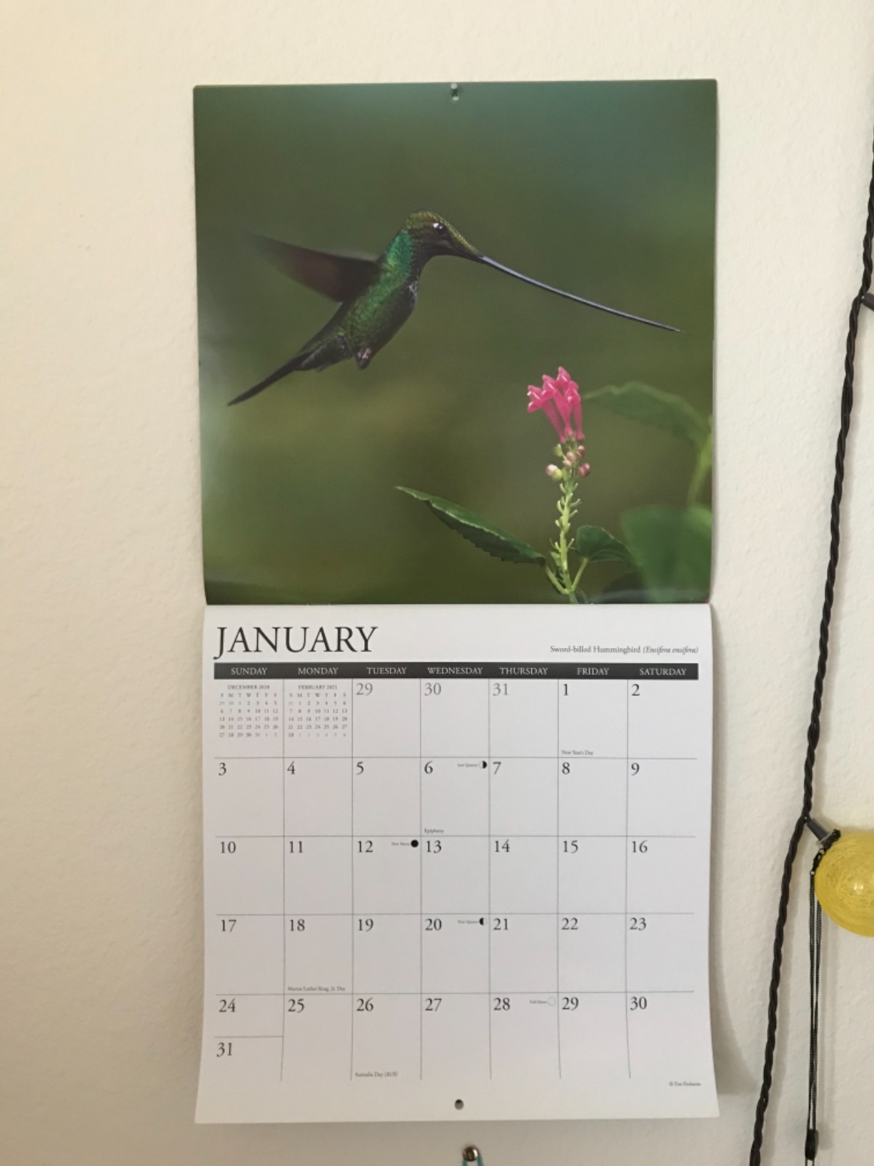 Hummingbirds 2021 Wall Calendar: Willow Creek Press: 9781549212161 ...