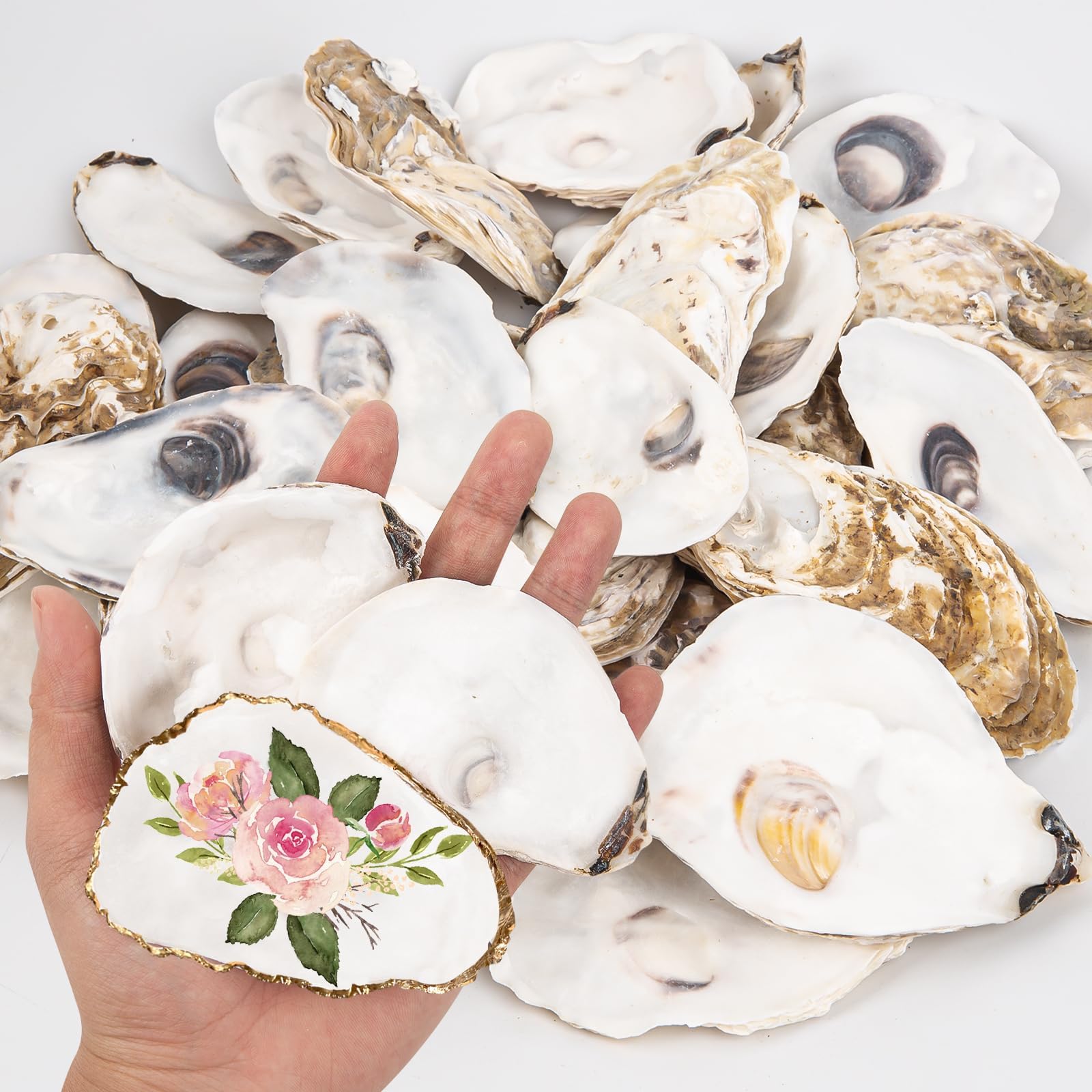 Amazon.com: 20 PCS Flat Oyster Shells for Crafts 3"-4" Natural Oyster ...
