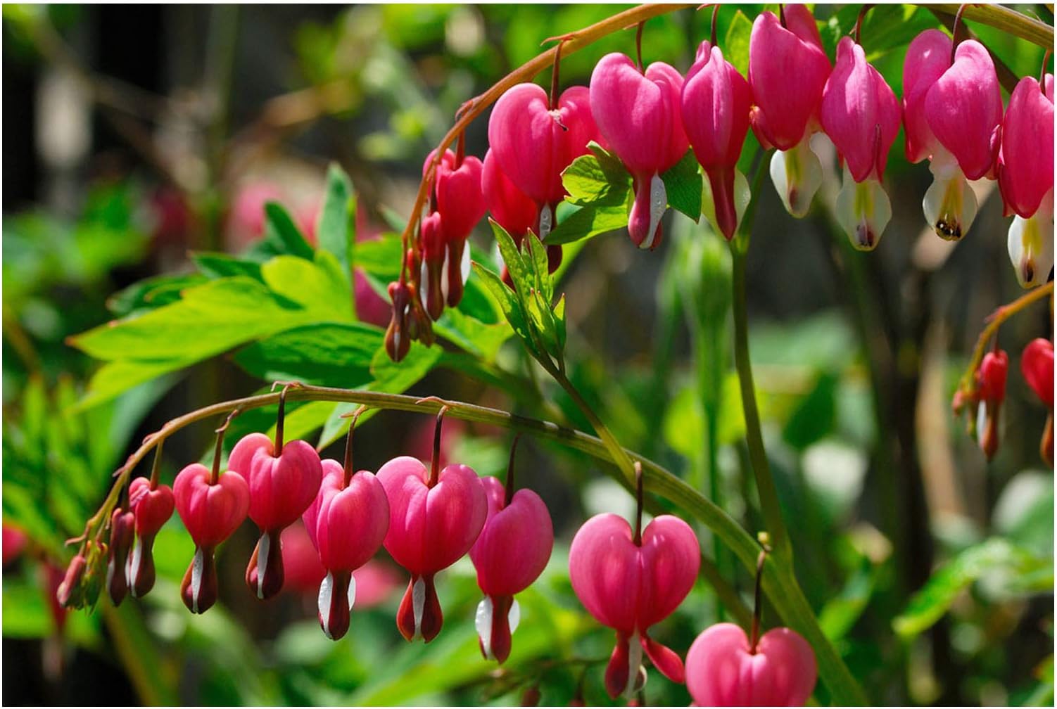 Bleeding Heart Flower Seeds 100pcs Mixed : Amazon.co.uk: Garden