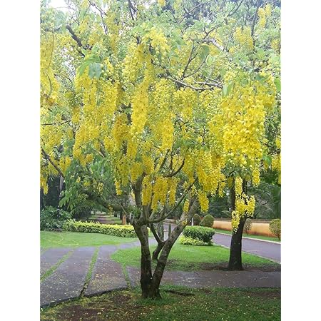 Plant Nursery OnlineNeel Mohar plant Jacaranda Mimosifolia tree for ...