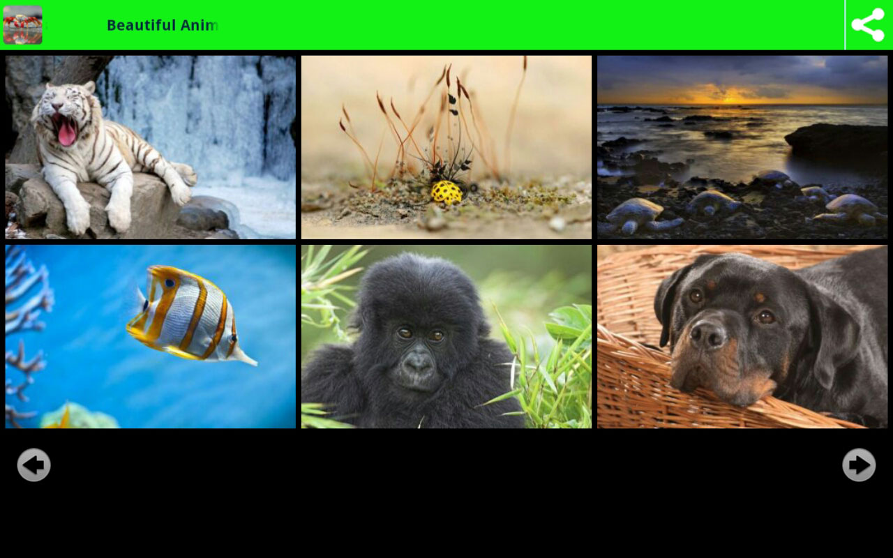 Beautiful Animal Wallpapers - App on Amazon Appstore