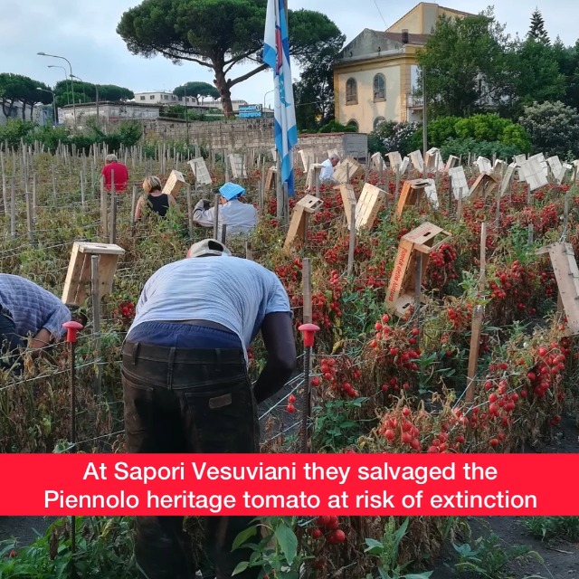 Watch Piennolo tomatoes grow on the slopes of volcano Mt Vesuvius and ...