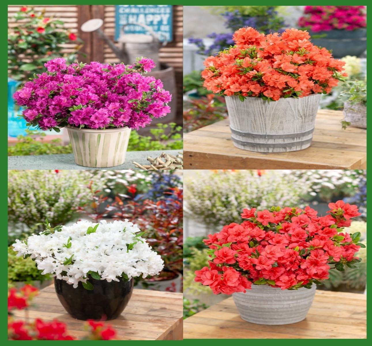4 Mixed Dwarf Azalea - Evergreen Flowering Shrubs - Japanese Azaleas ...