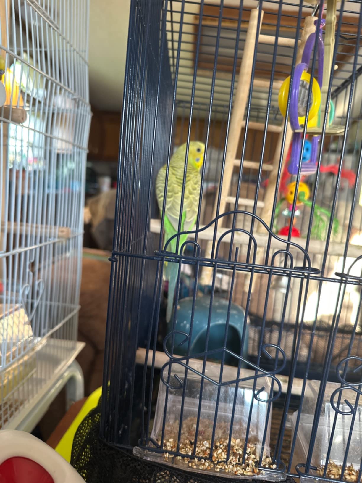 Parakeets For Dummies (For Dummies (Pets)): Moustaki, Nikki ...
