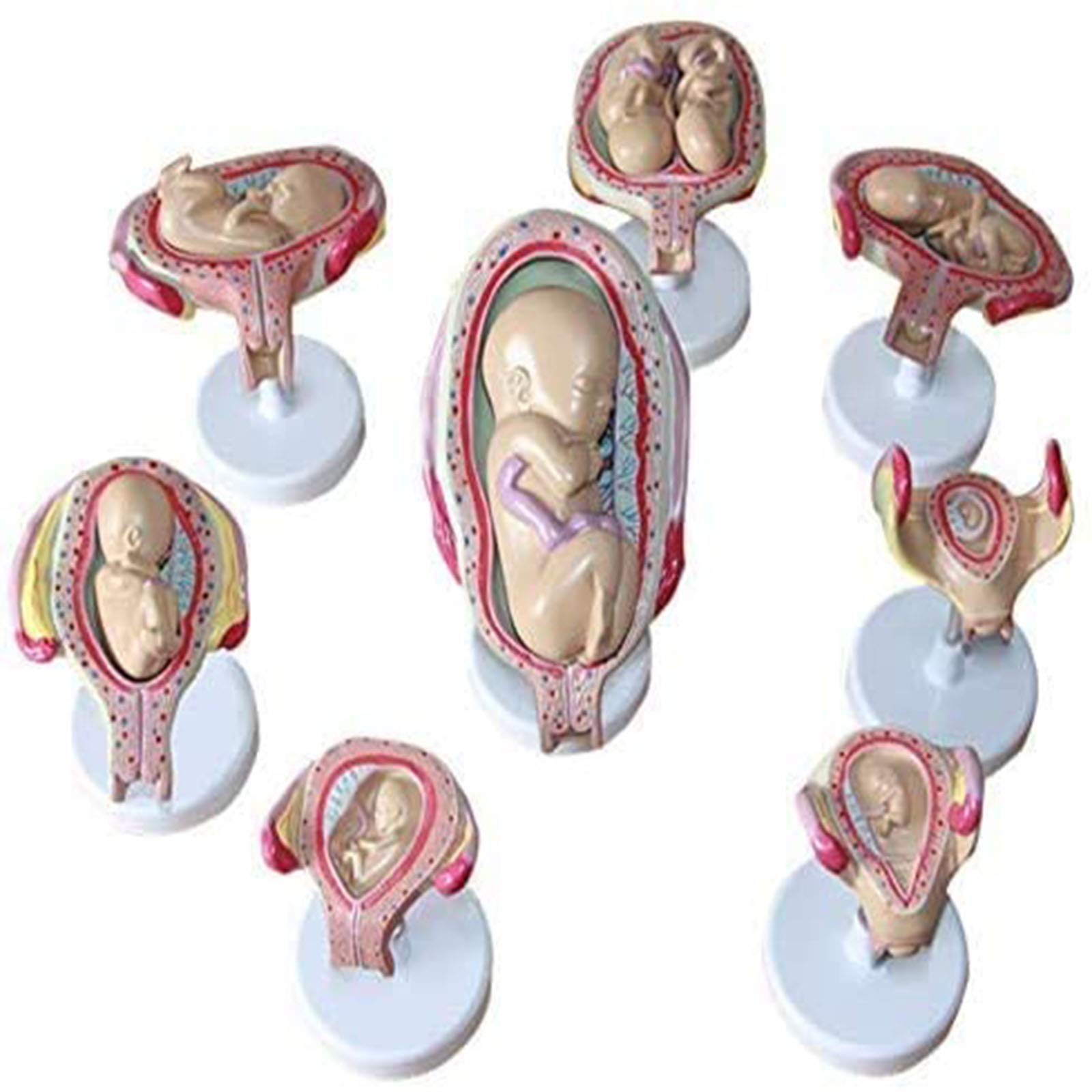 Fetus Development Model Medical Anatomical Model Of Human Laboratory ...