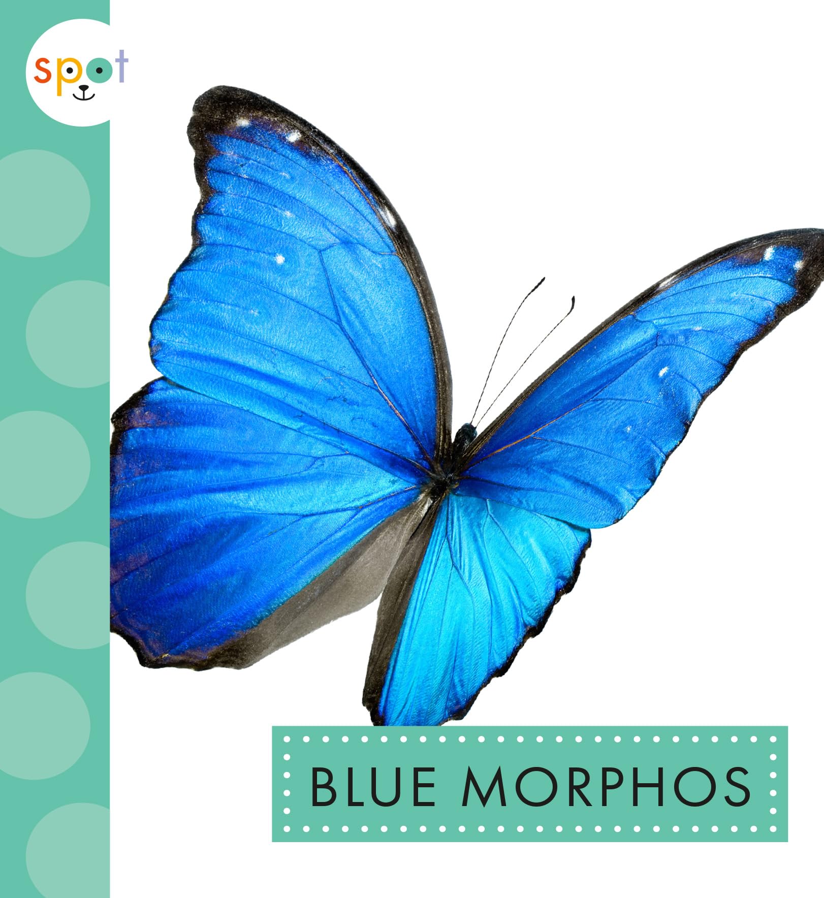 Blue Morphos: Thielges, Alissa: 9781681527833: Amazon.com: Books
