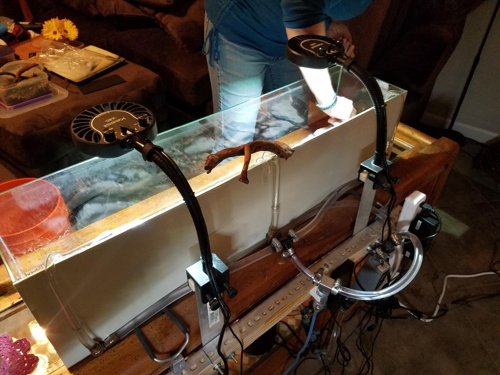 Amazon.com : JARDLI Glass Mini Lily Pipe Strong Power Outflow for Small ...