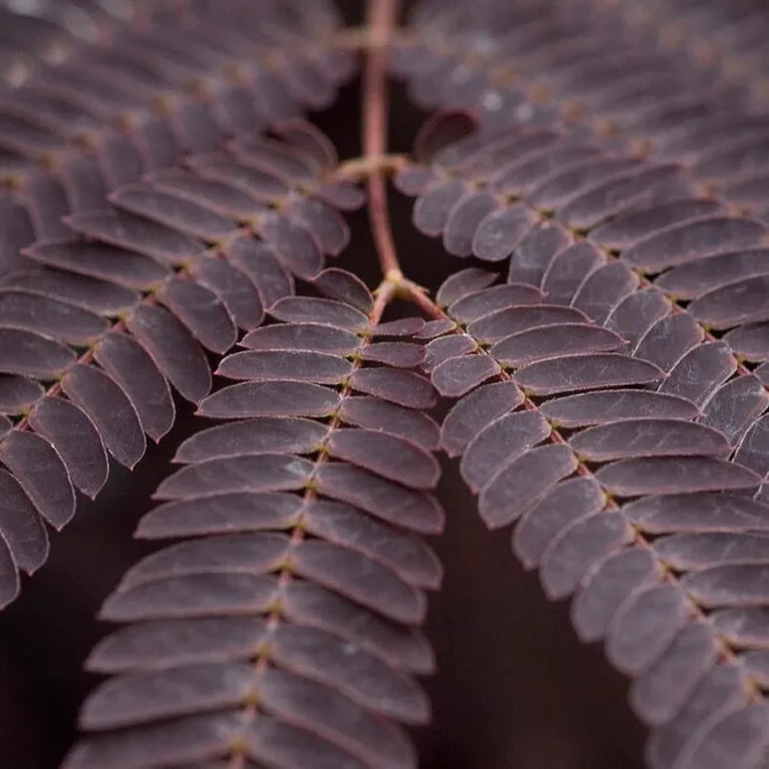 Exotic Flowering Privacy Screen Tree - CHUXAY GARDEN Philippines | Ubuy