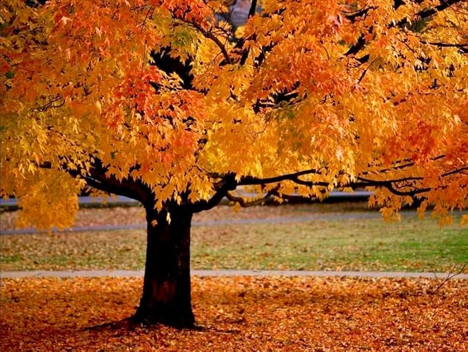Amazon.com : American Sycamore Tree - 8-16" Tall Live Plant - Quart Pot ...