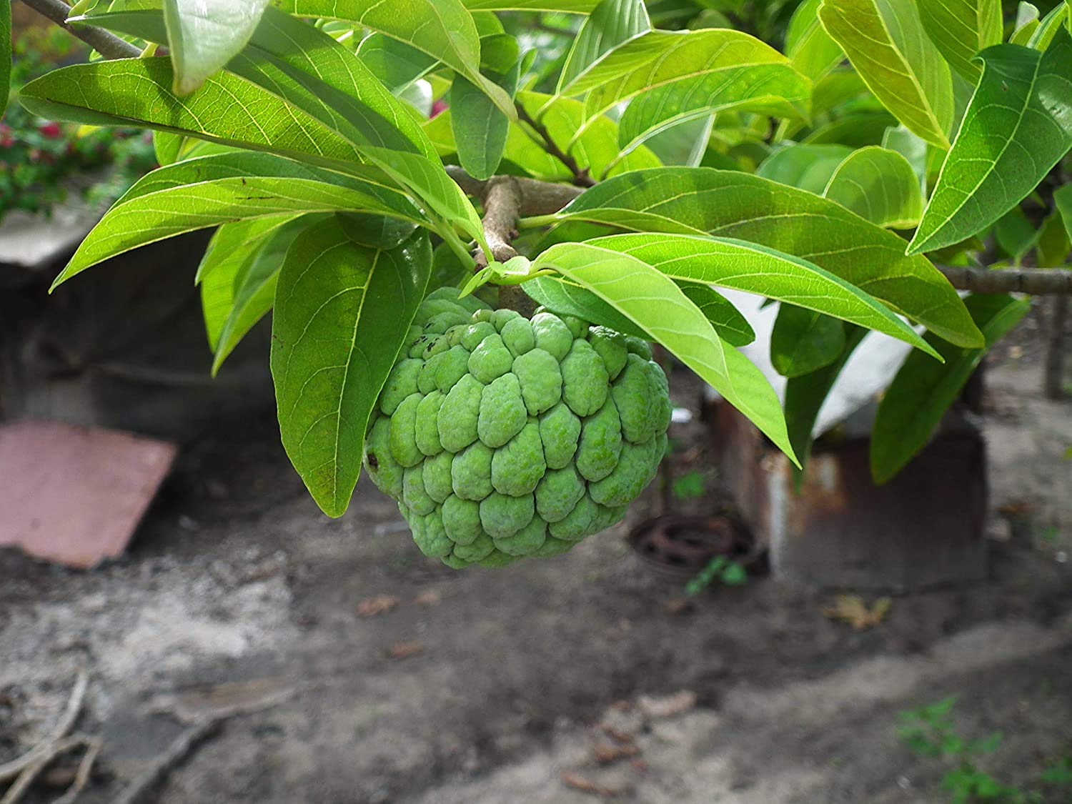 Kapebonavista Sitaphal Annona squamosa Grafted Plant : Amazon.in ...