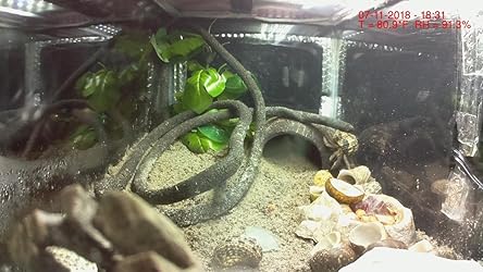 Amazon.com: Arducam Day-Night Vision for Raspberry Pi Camera, Automatic ...