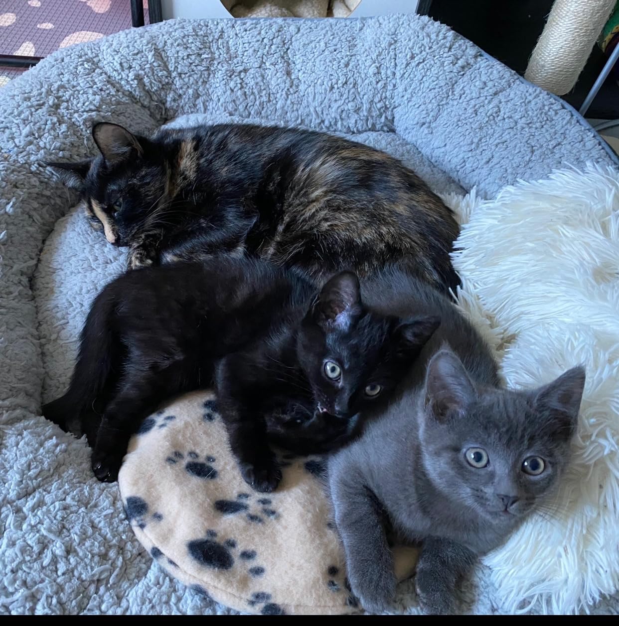 SnuggleSafe Microwave Wireless Heatpad : Amazon.com.au: Health ...