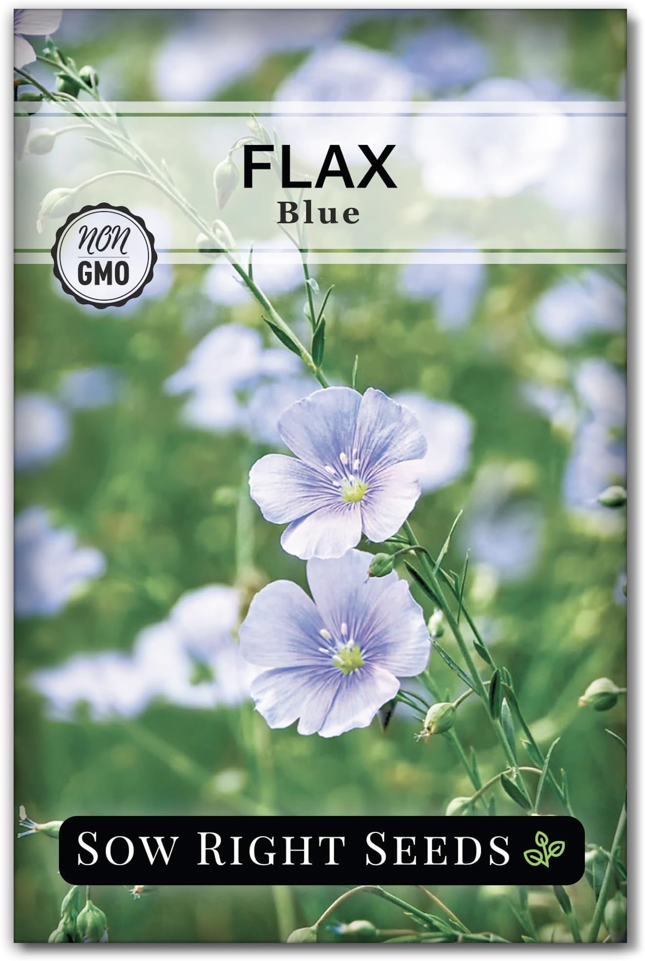 Amazon.com : Earthcare Seeds Sego Lily 25 Seeds (Calochortus nuttallii ...