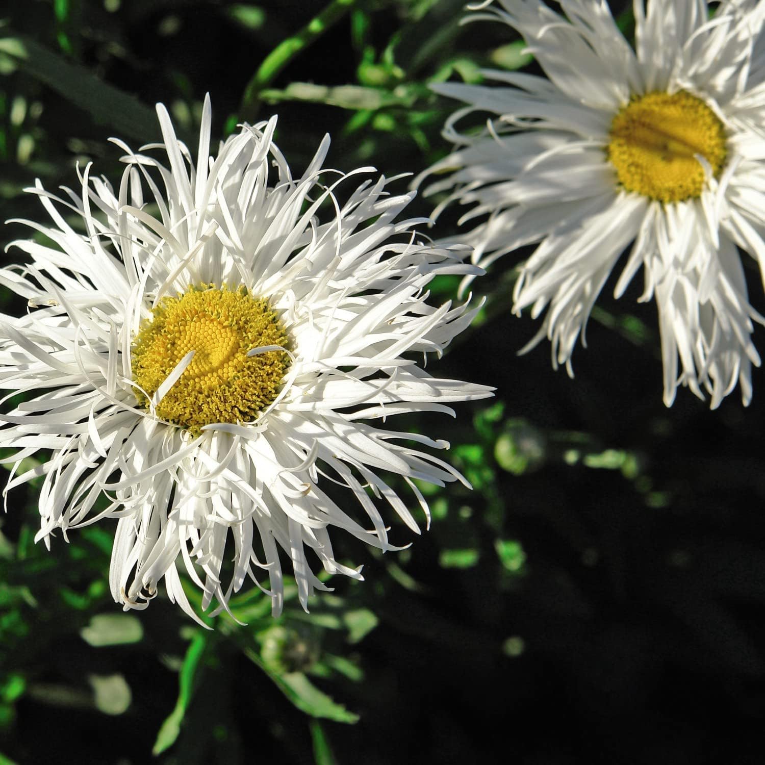 Hardy Perennial Leucanthemum Crazy Daisy White Long Lasting Cottage ...