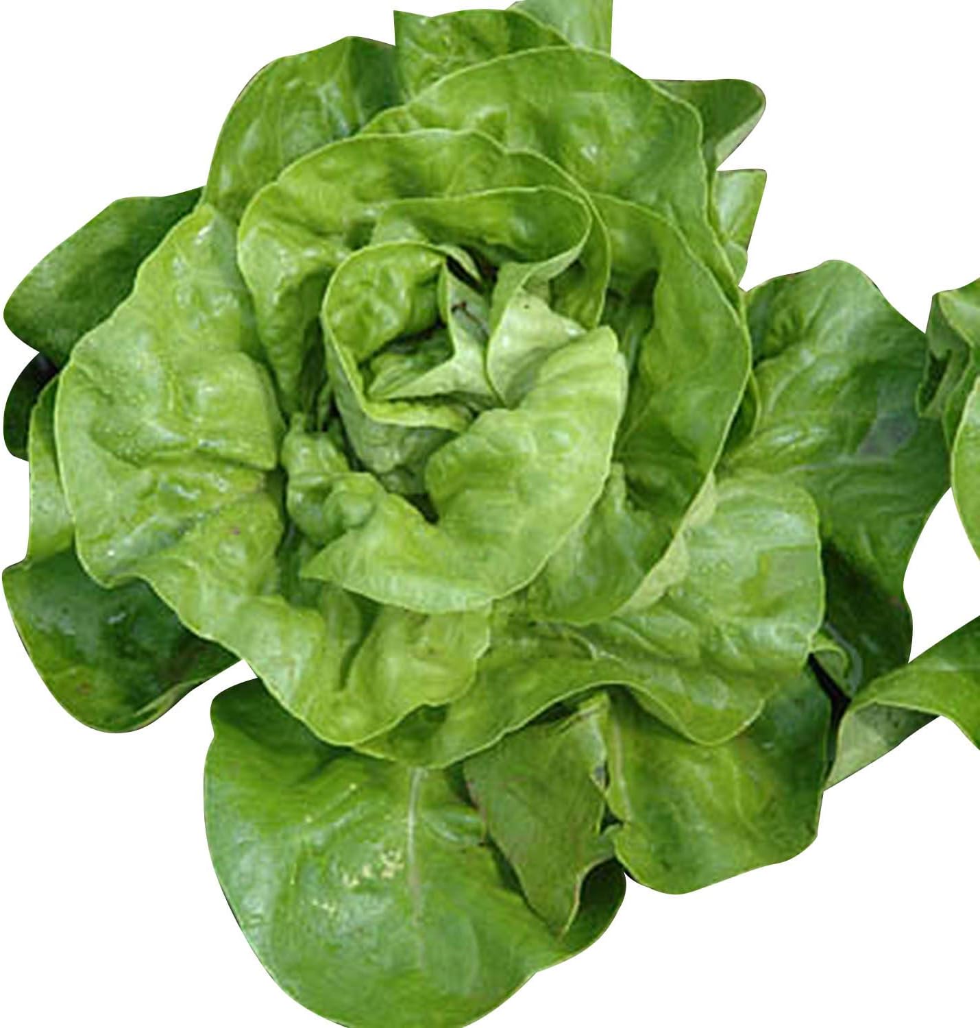 Amazon Lettuce Harmony MTO Seeds Pelleted Seed Vegetable amazon-lettuce-harmony-mto-seeds-pelleted-seed-vegetable