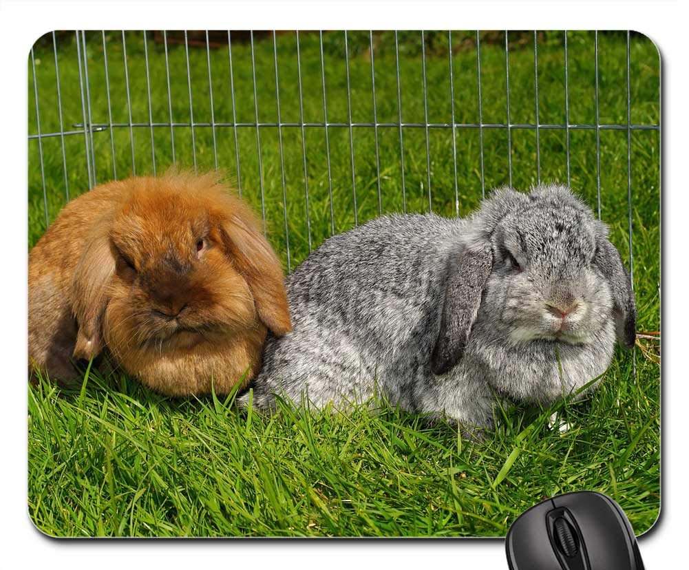 Dwarf Rabbits Floppy Ears
