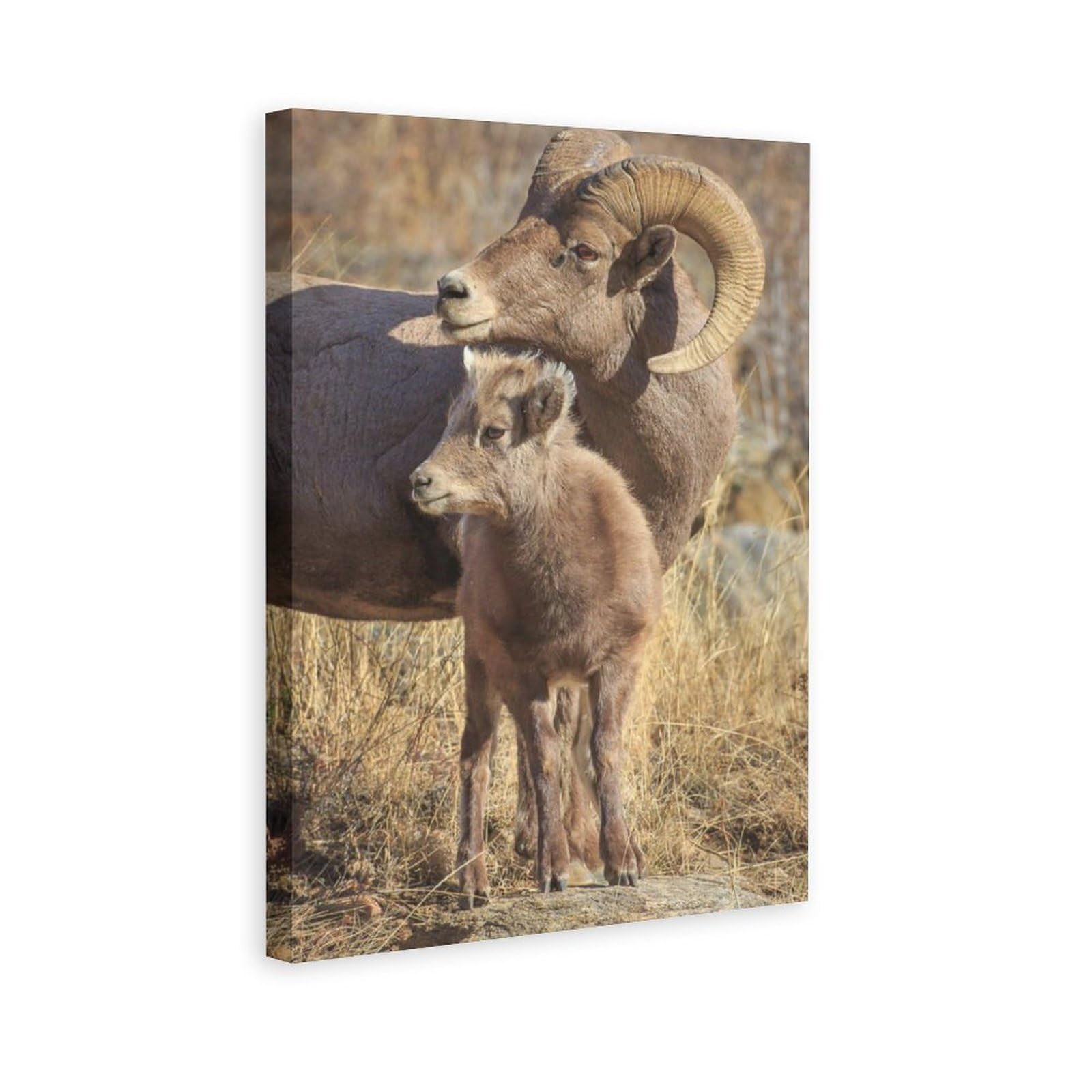 Baby Ram Animal