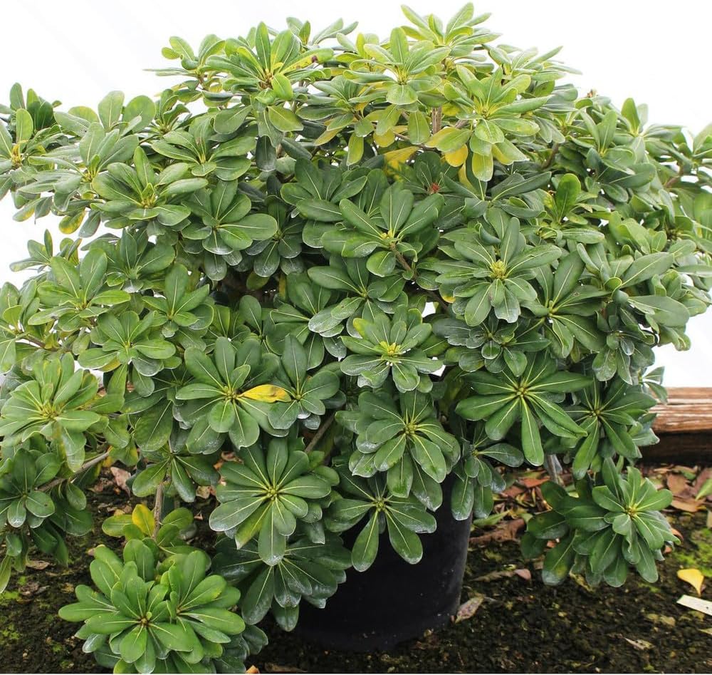 Amazon.com : Pittosporum Green | 1 Extra Large 3 Gallon Plant ...