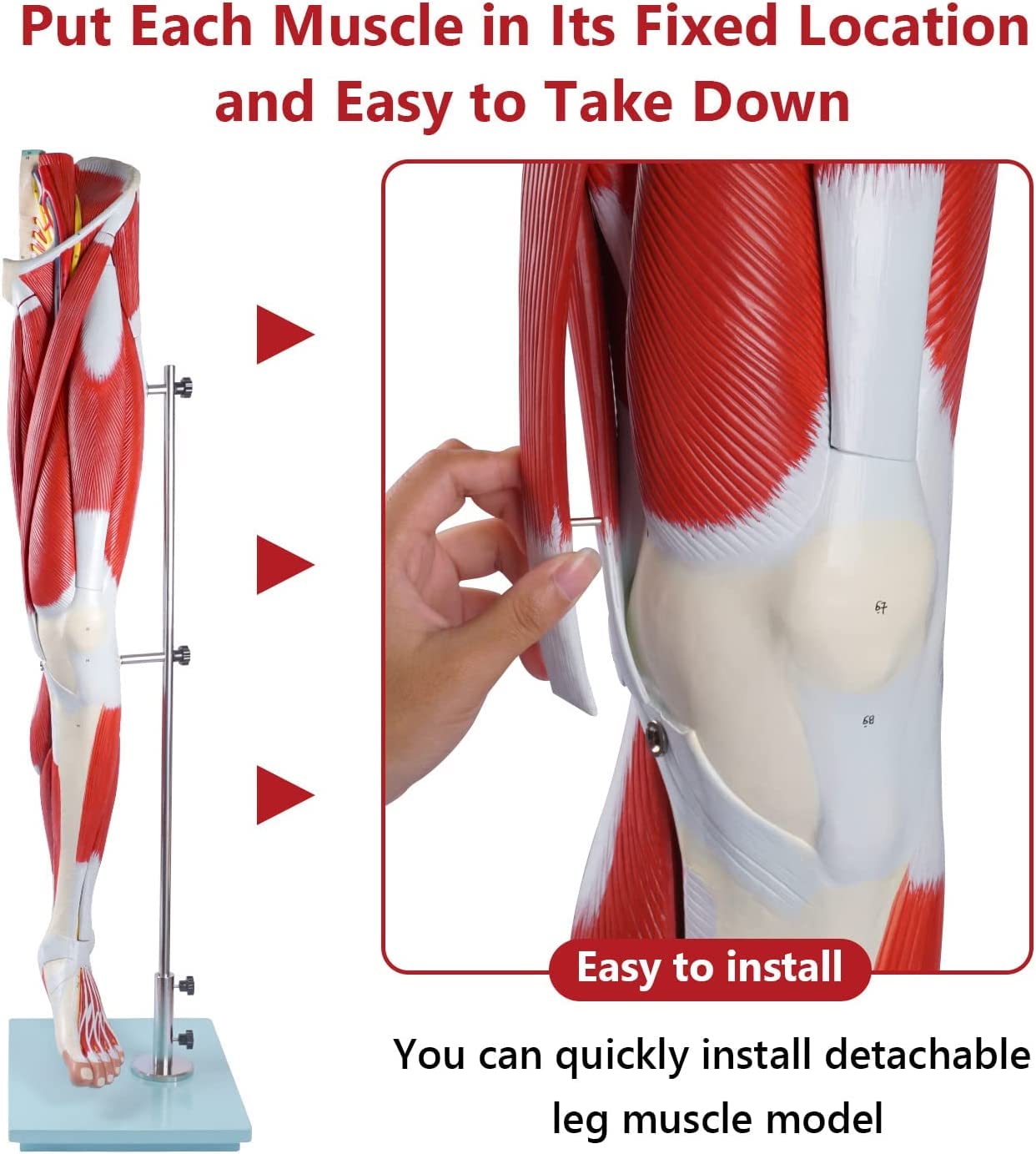 Anatomie Humaine Muscles Des Jambes Muscles De La Jambe En 13 Parties