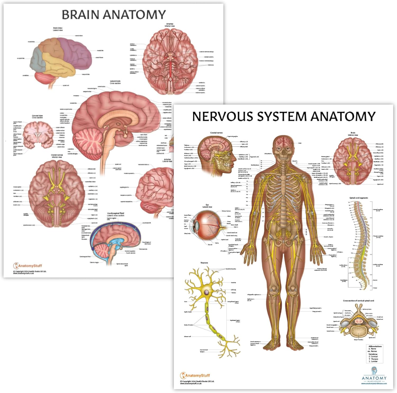 Amazon.com: 2 PACK Nervous System and Brain Anatomy Poster Set ...
