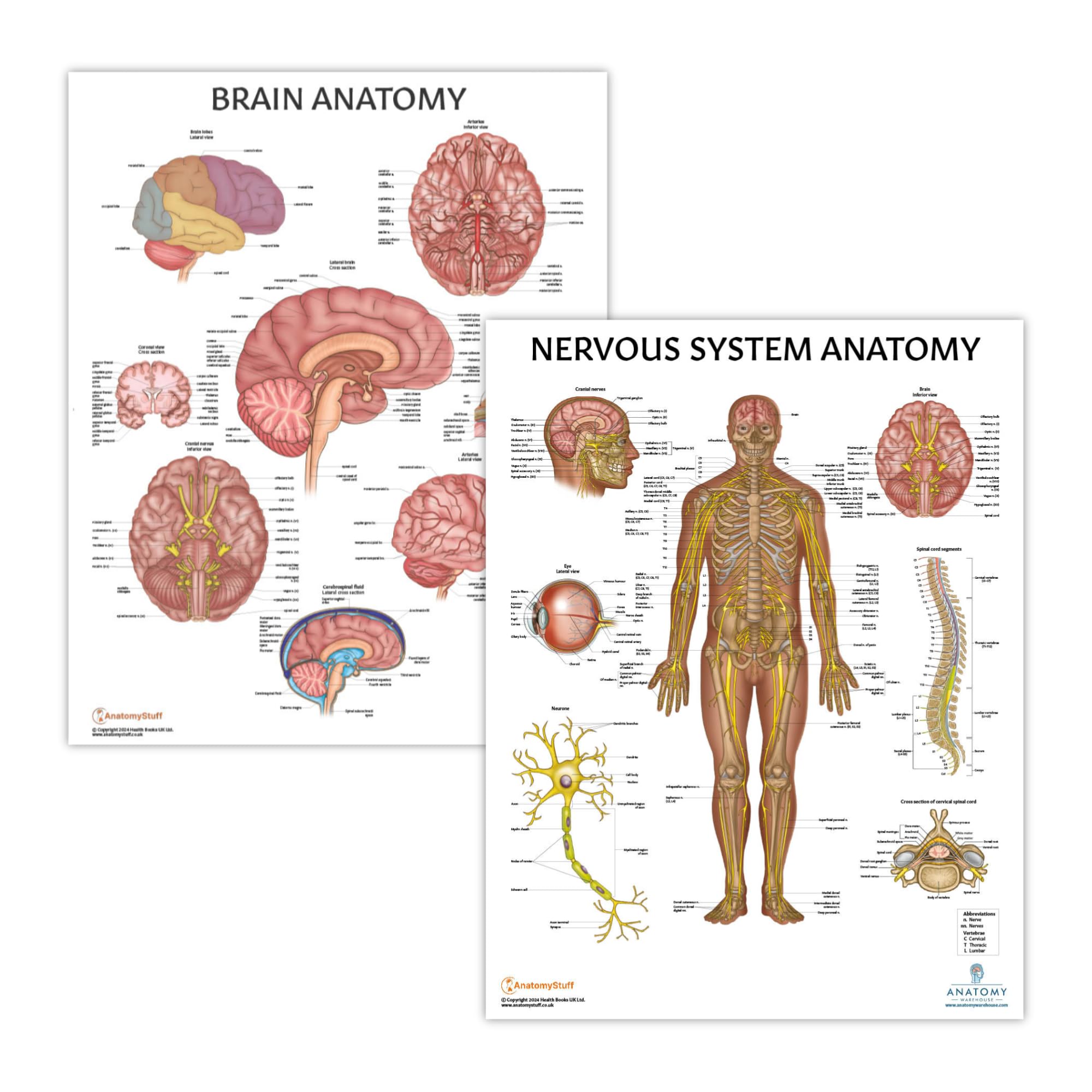 2 Pack Nervous System And Brain Anatomy Poster Set Laminated ...