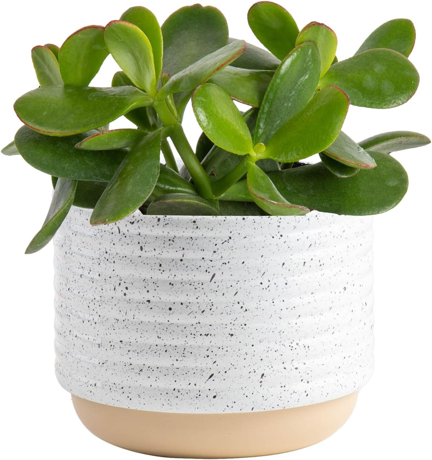 Amazon.com : Sunset Jade Plant| Crassula Elephant Round Vase : Home ...