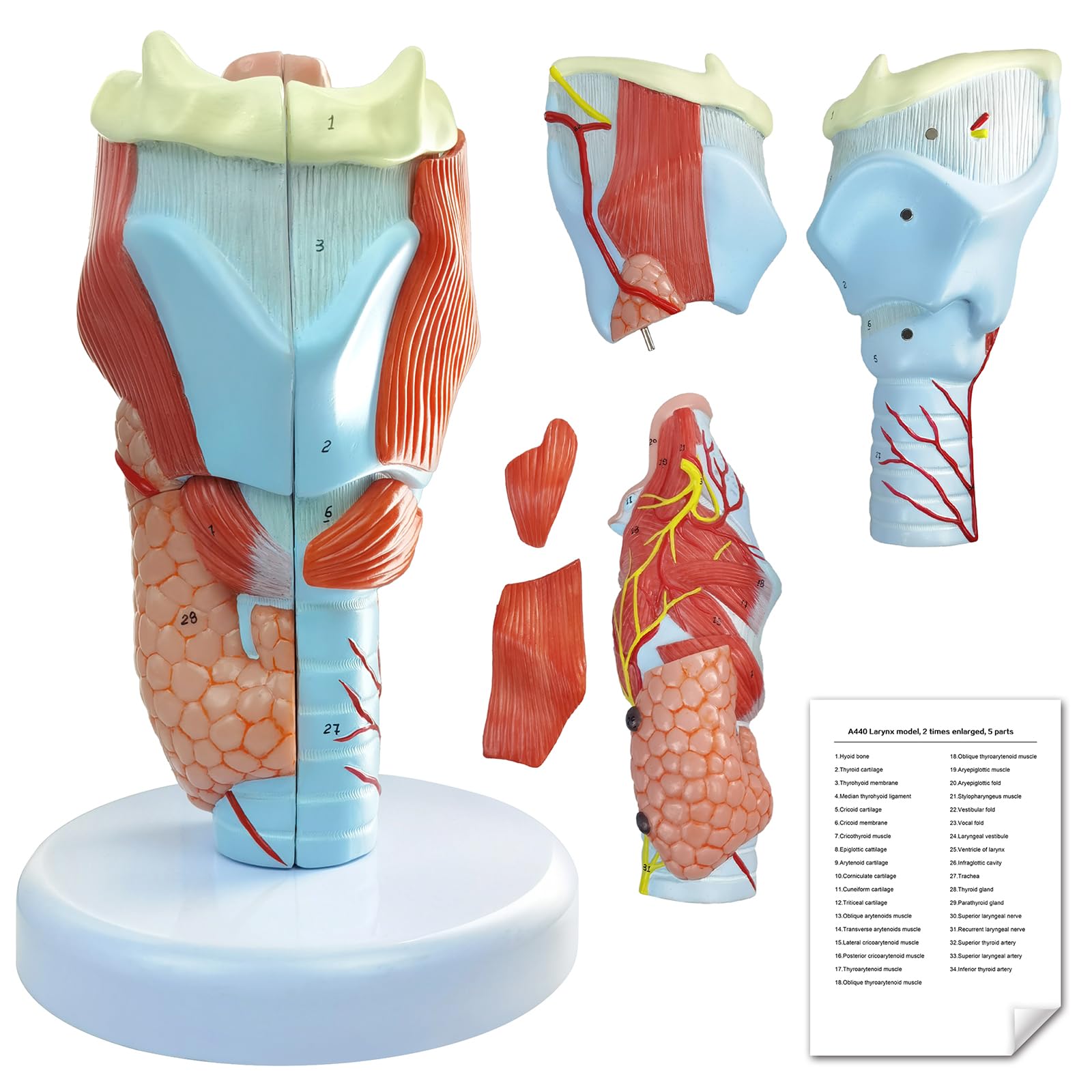 Merinden Human Larynx Anatomical Model, 5 Parts 2X Life-Size Human ...